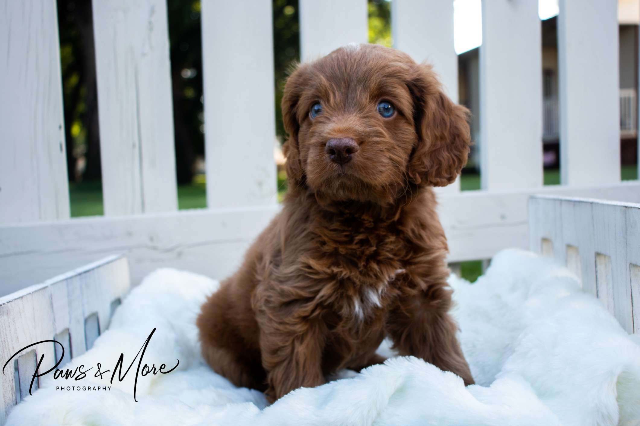 ZimmDoodles Homepage